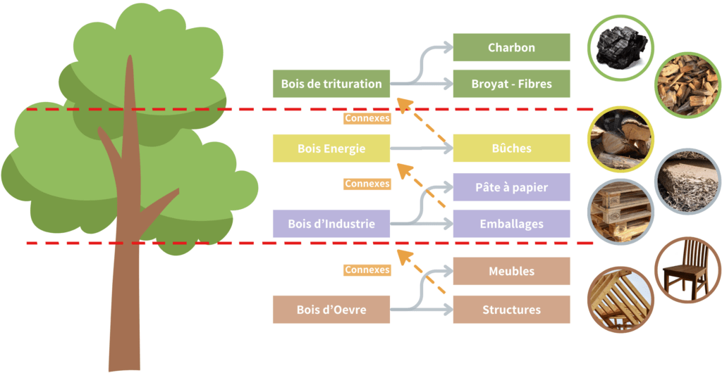 Où va le bois que l’on coupe ? - Plantons des arbres